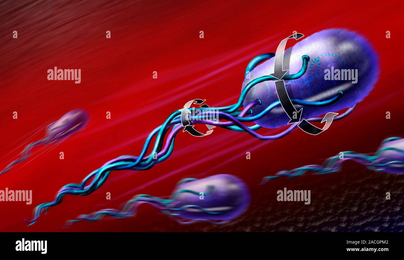 Bacterial flagella transport, artwork. The arrows show the rotation and ...