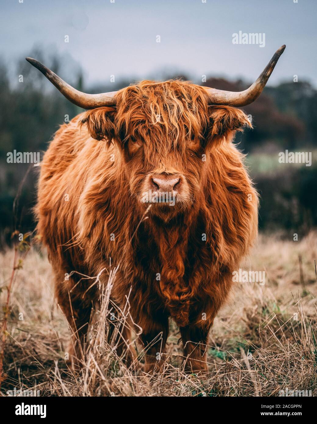 Highland cows hi-res stock photography and images - Alamy