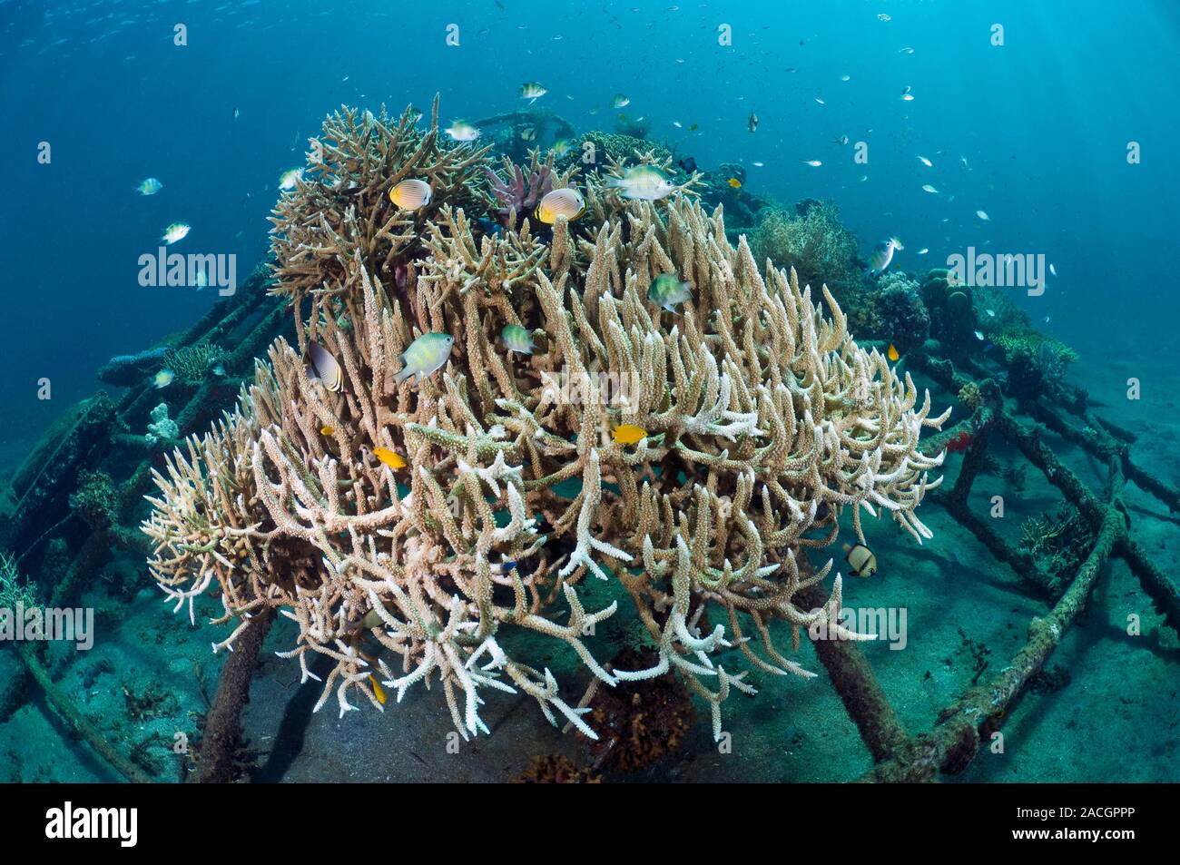 Biorock reef restoration. Healthy hard corals growing on a Biorock reef ...