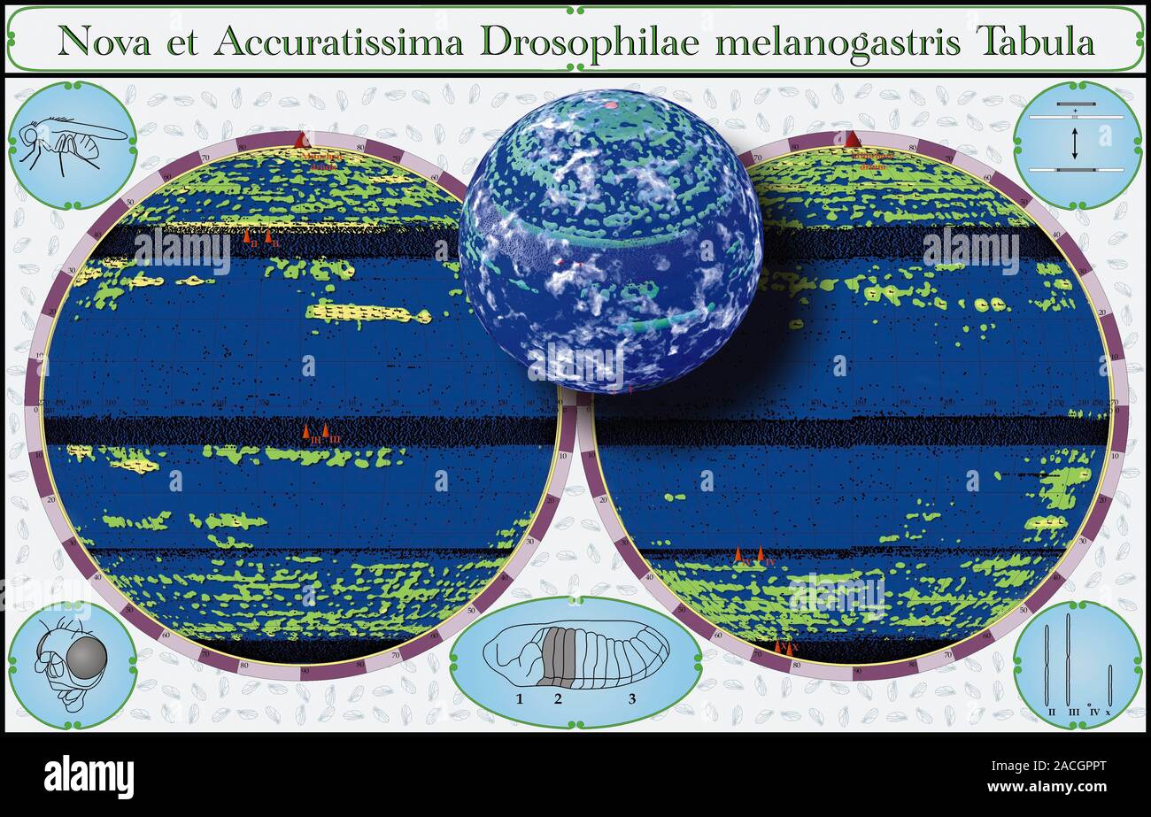Fruit fly (Drosophila melanogaster) genome map, computer artwork. This ...