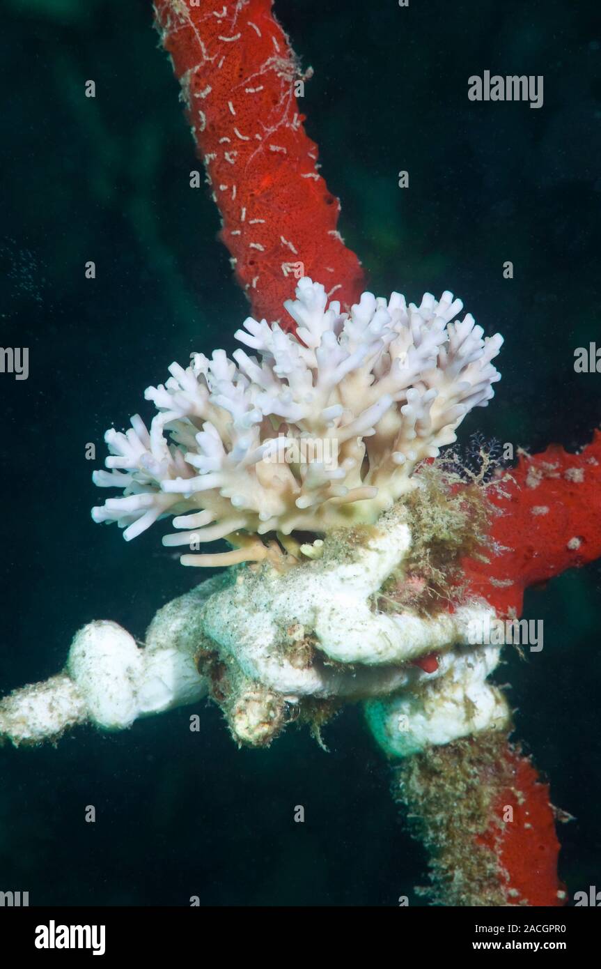 Biorock reef restoration. Coral fragment cemented to a Biorock reef ...
