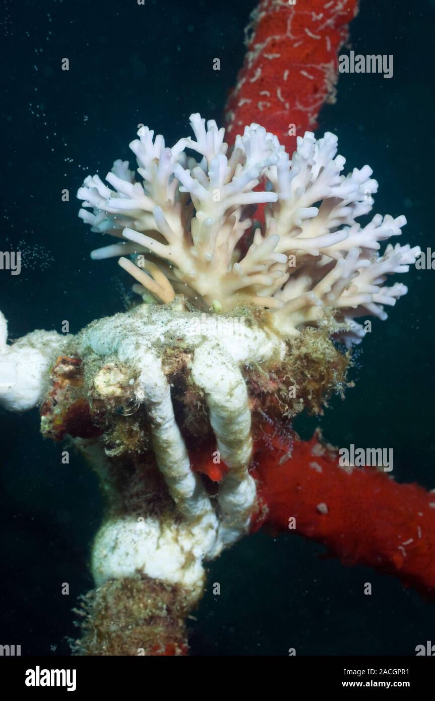 Biorock reef restoration. Coral fragment cemented to a Biorock reef ...
