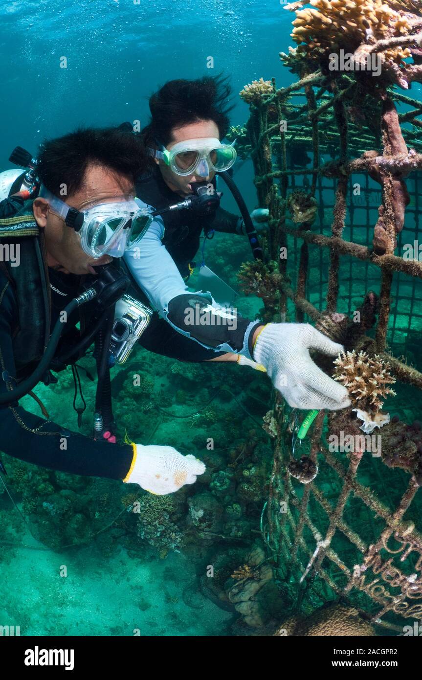 Biorock reef restoration. Divers attaching a coral fragment to a ...