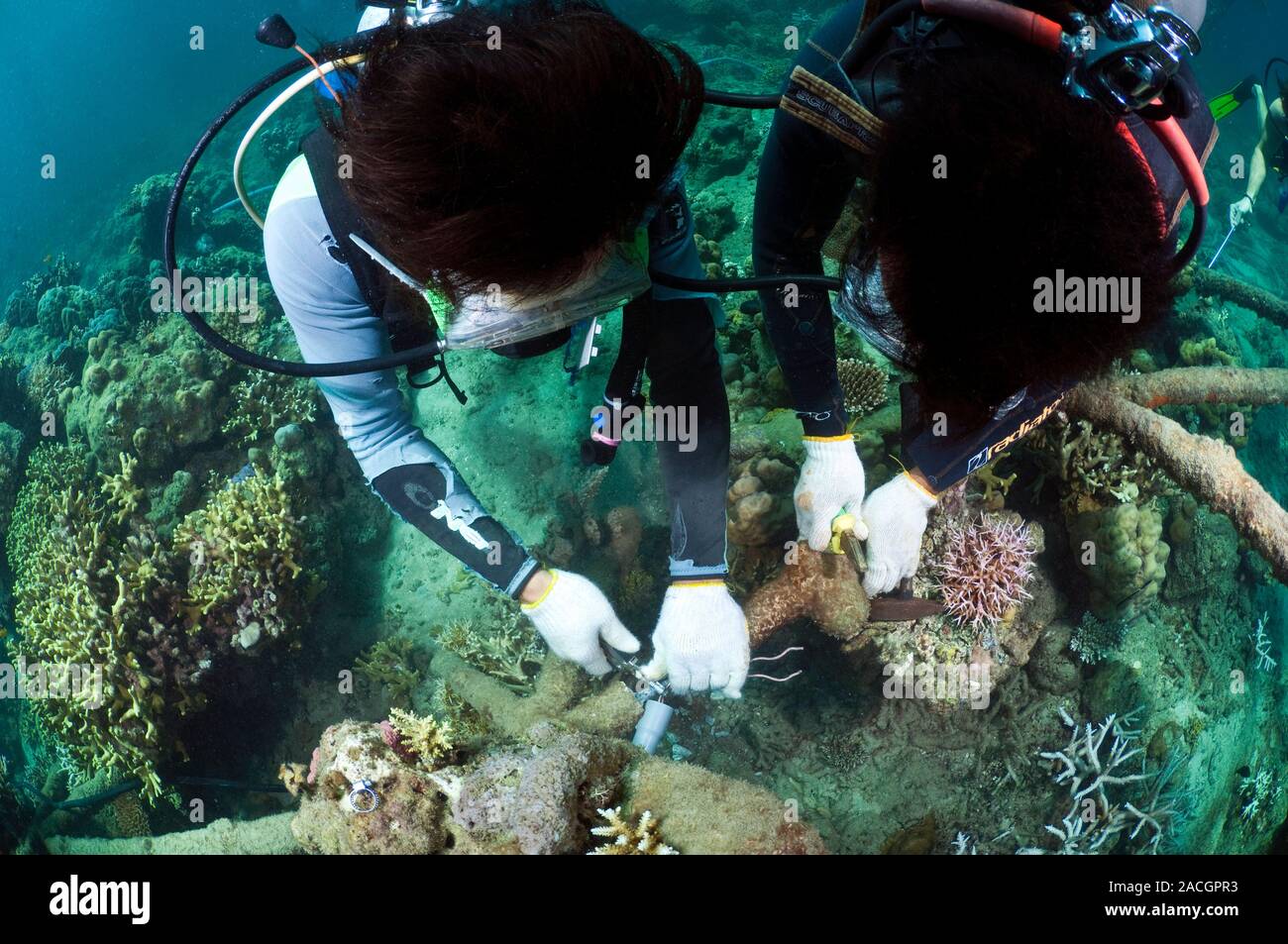 Biorock reef restoration. Divers re-attaching the power supply to a ...