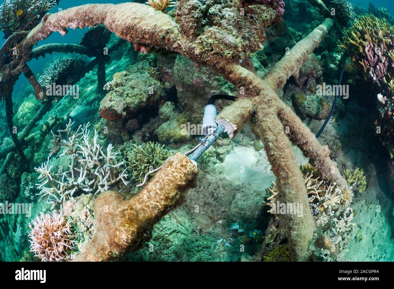 Biorock reef restoration. Electrical cables attached to a Biorock reef ...