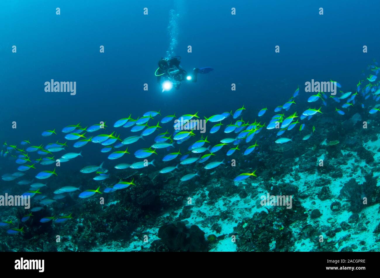 School of fusiliers. SCUBA diver filming a school of fusilier (family ...