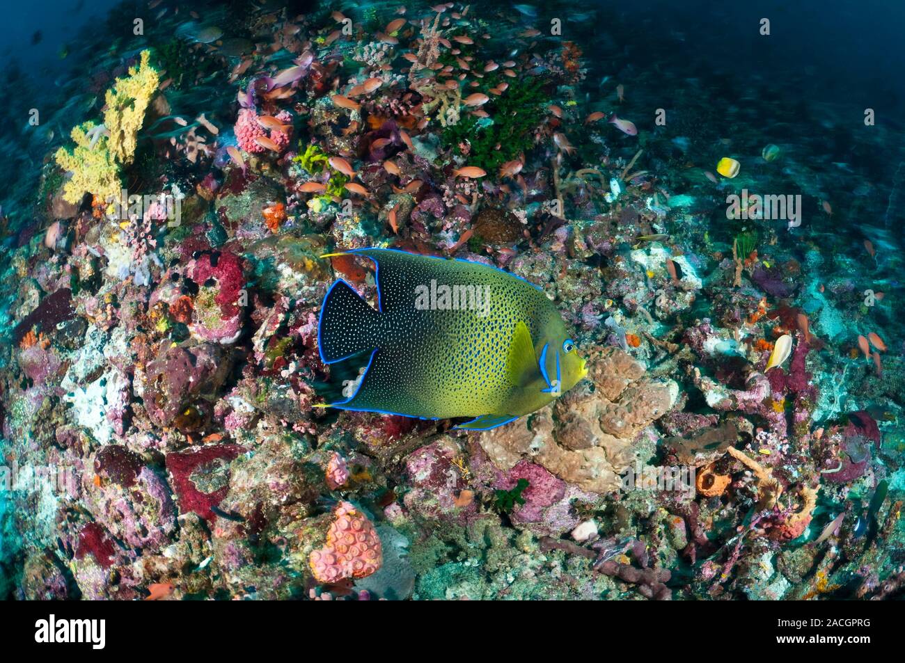 Koran angelfish (Pomacanthus semicirculatus ) on a coral reef ...