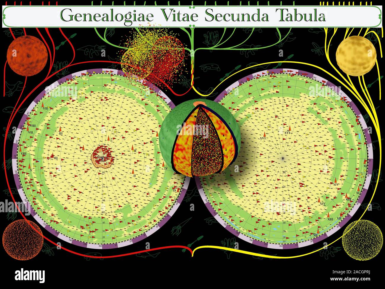 Genome map of yeast (Saccharomyces cerevisiae), computer artwork. This ...