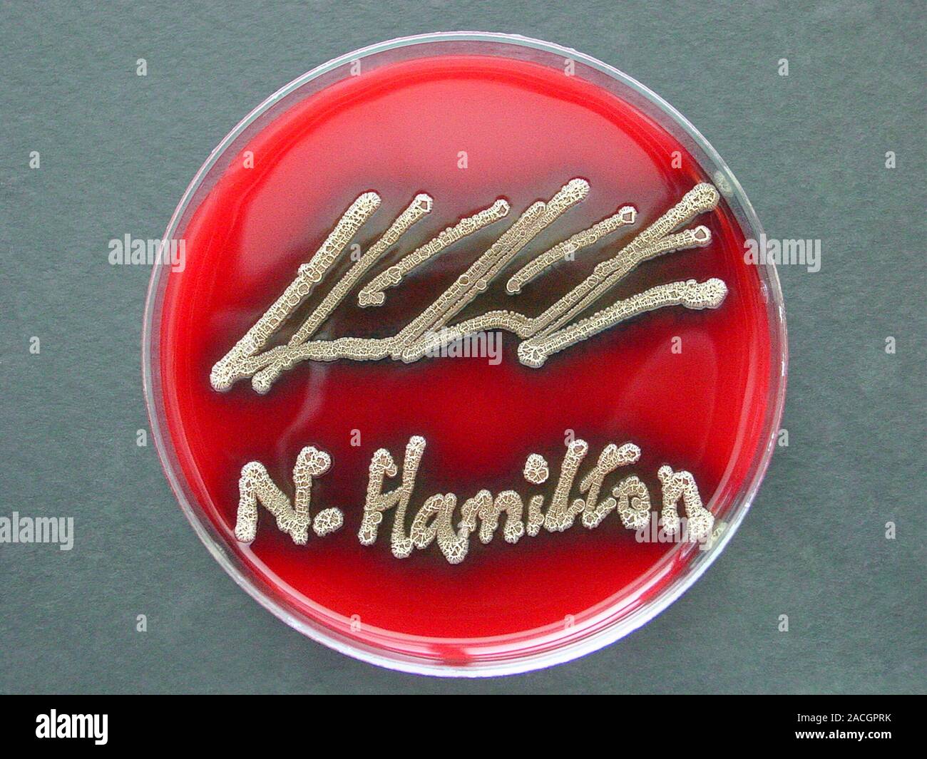 Signature, microbial art. Petri dish containing Bacillus sp. bacteria ...