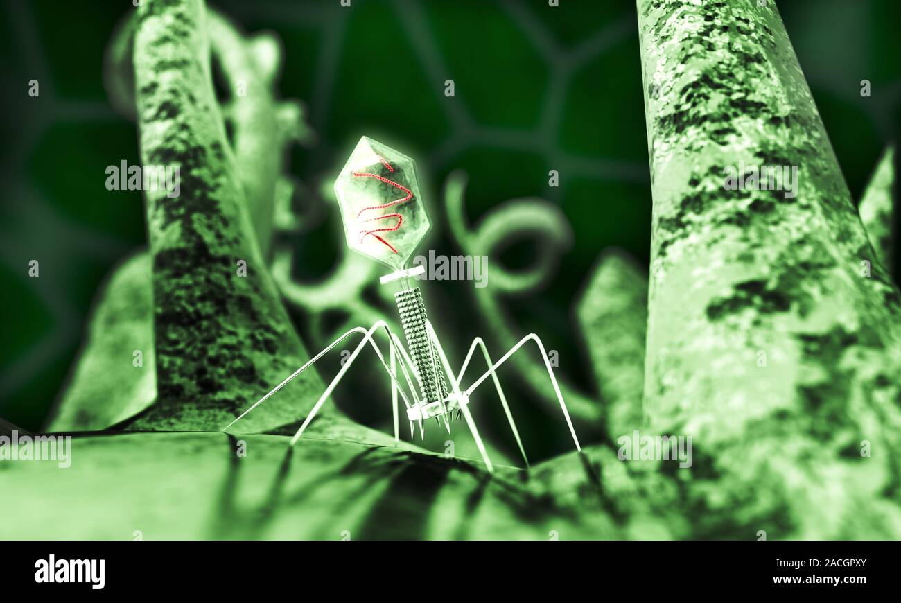 Bacteriophage virus on a bacterium, computer artwork. Bacteriophages ...