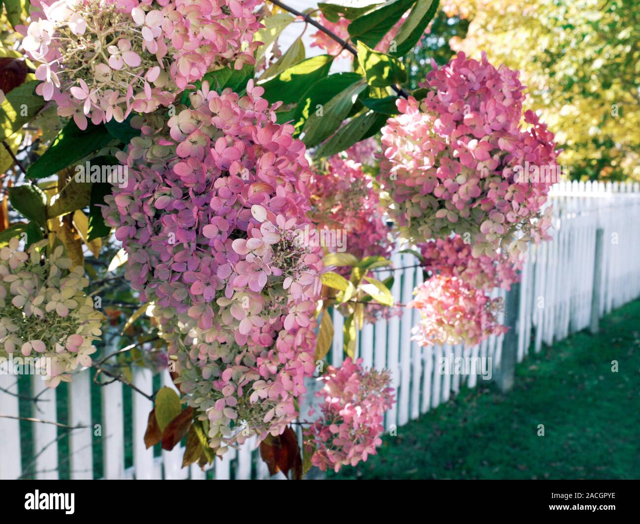 Hydrangea garden flowers. Hydrangea is a flowering plant native to ...