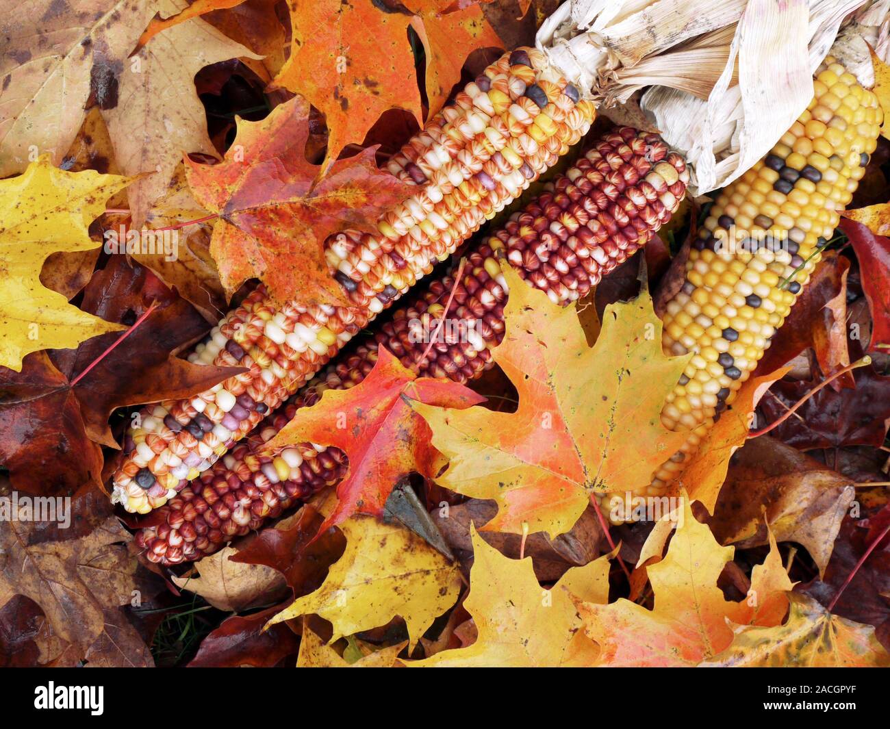 Maize cobs in autumn leaves. Maize (Zea mays) is one of the world's ...