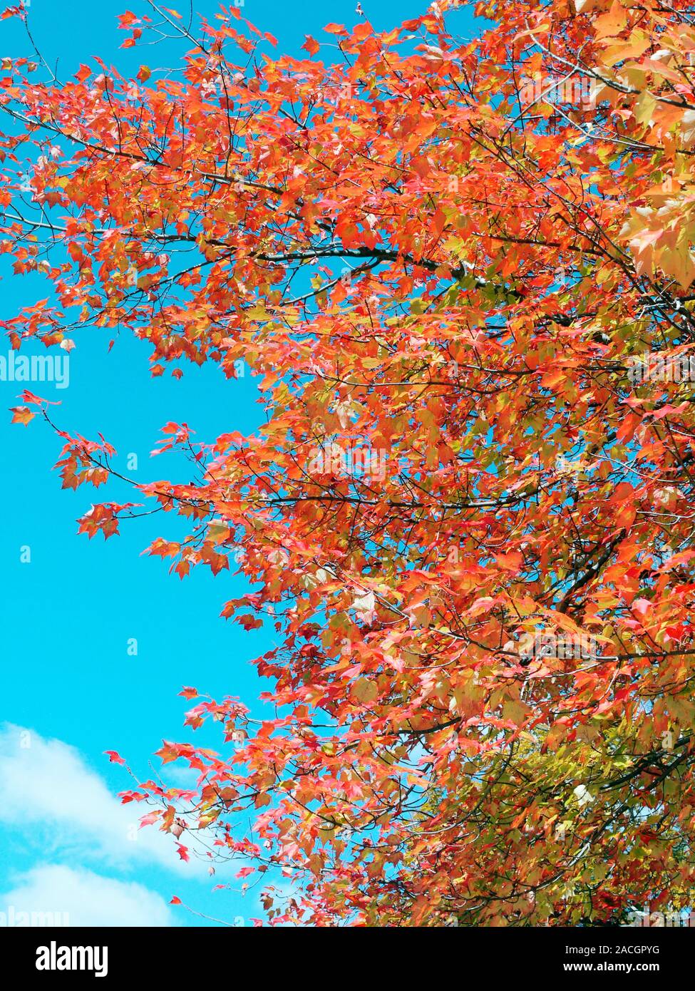 Sugar maple tree (Acer saccharum) in autumn. Leaves change colour in ...