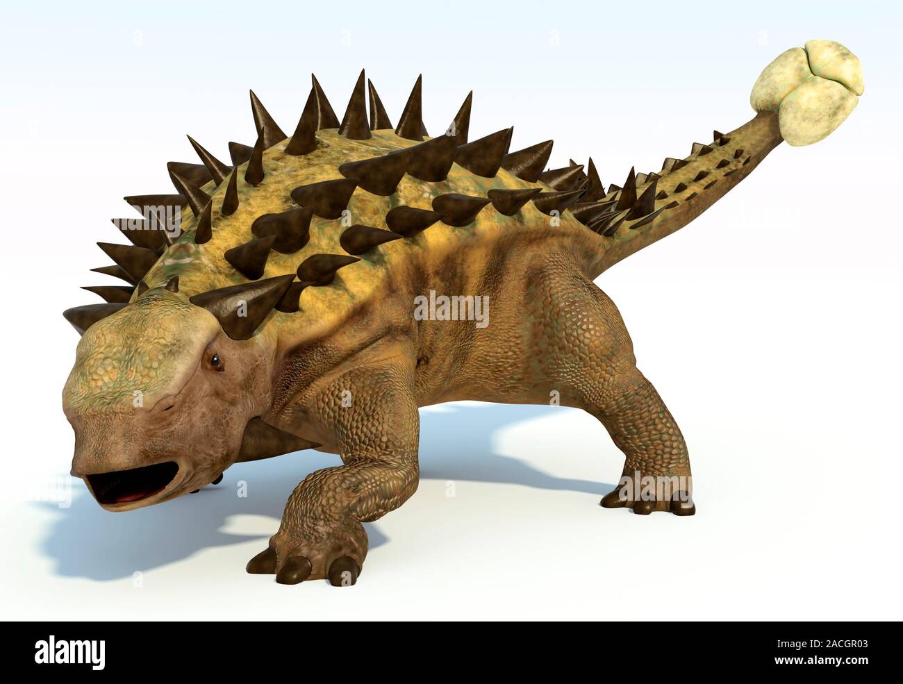 Ankylosaur, artwork. This heavily-armoured dinosaur lived in the early ...