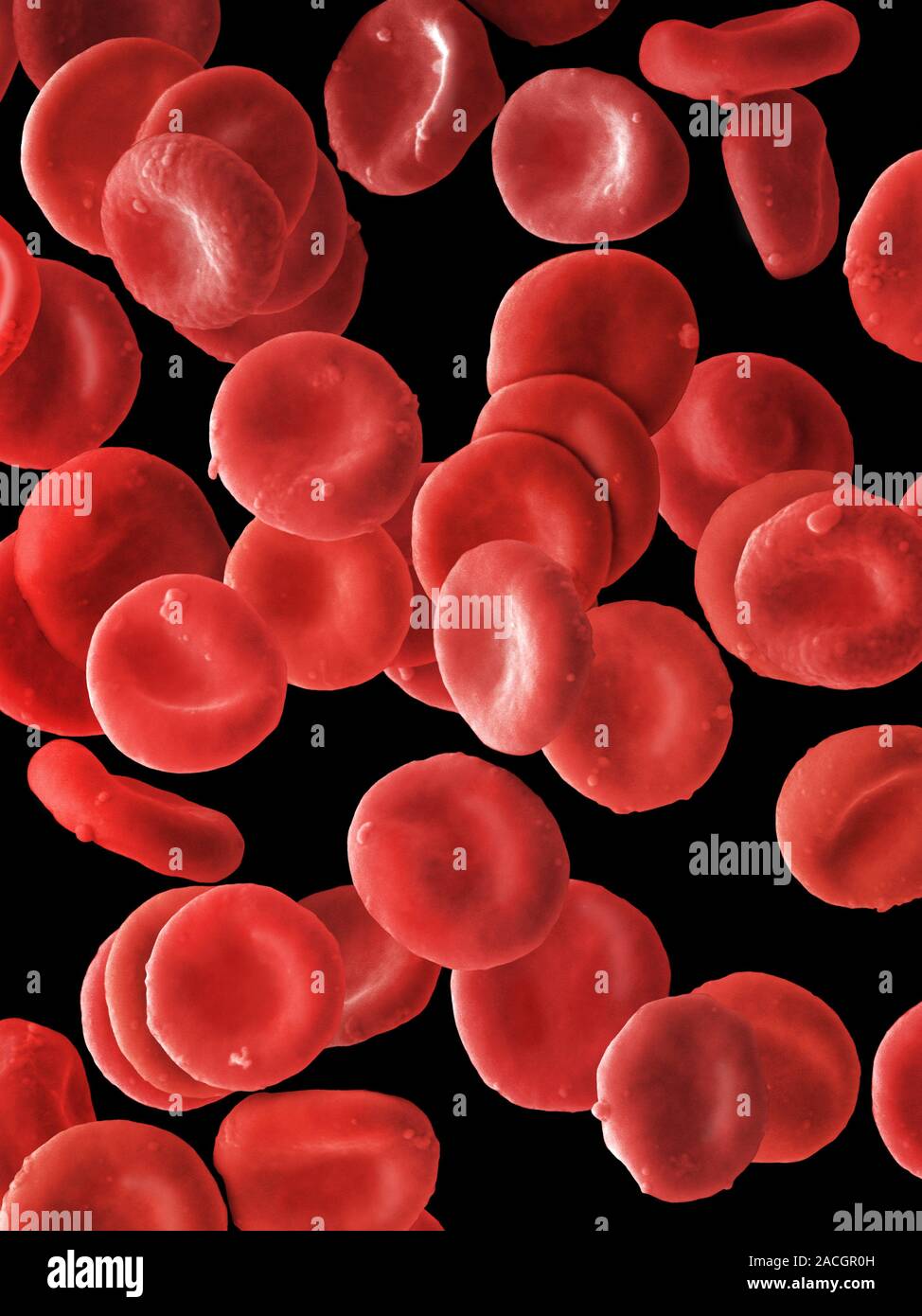 Red blood cells. Coloured scanning electron micrograph (SEM) of red ...