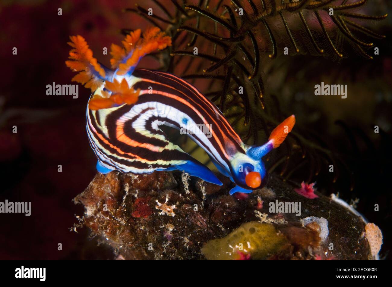 Nudibranch (Nembrotha aurea). Nudibranchs are shell-less marine ...