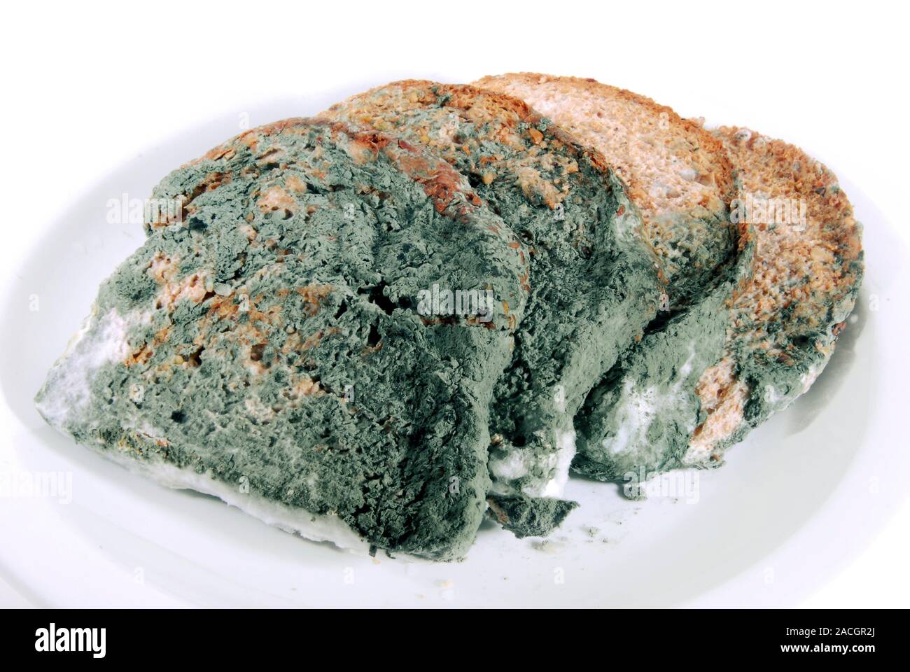 Slices of mouldy bread. The white areas are fungal mycelia, masses of ...