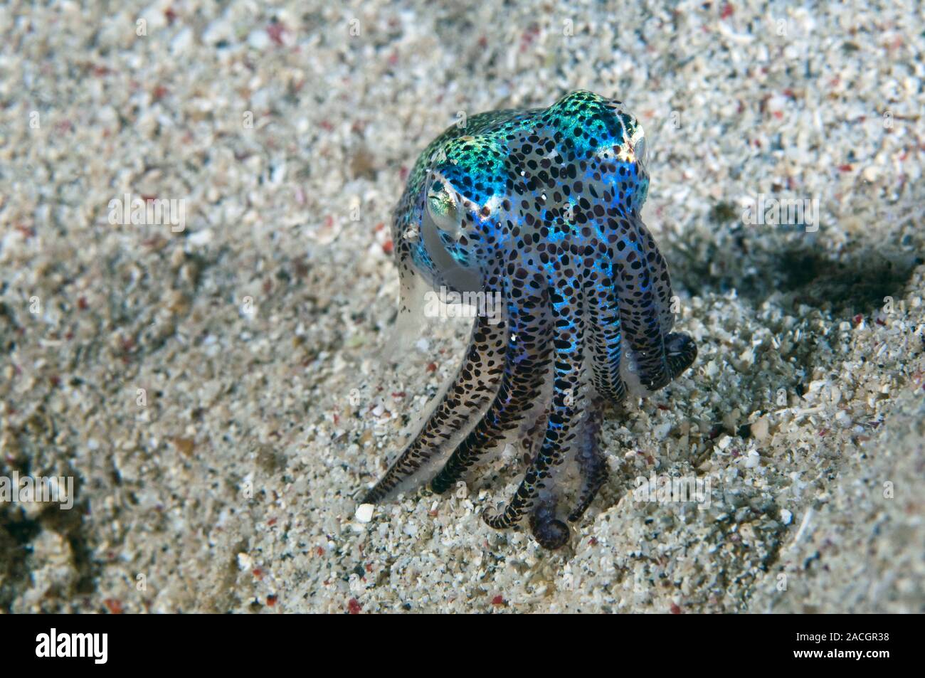 Bobtail squid (order Sepiolida) on the seabed. Like all squid, bobtail ...