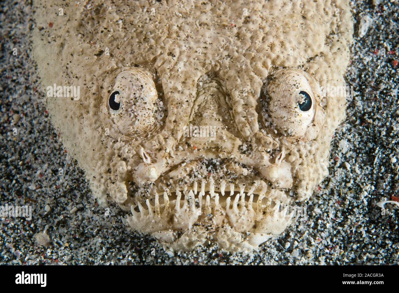 Stargazer fish half buried in the seabed. Stargazers (family ...