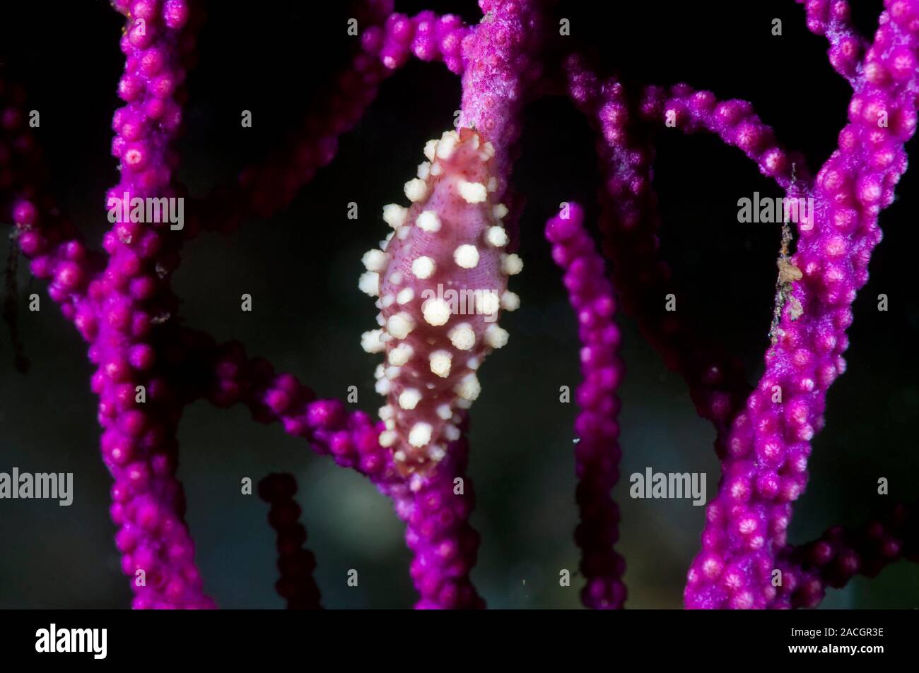 Allied cowrie on a sea fan. Allied cowries (Ovula ovum) are sea snails ...