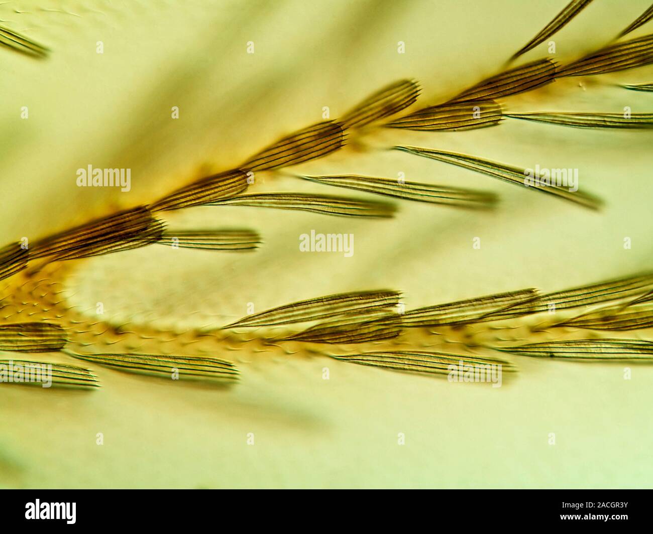 Mosquito wing. Differential interference contrast micrograph of the ...
