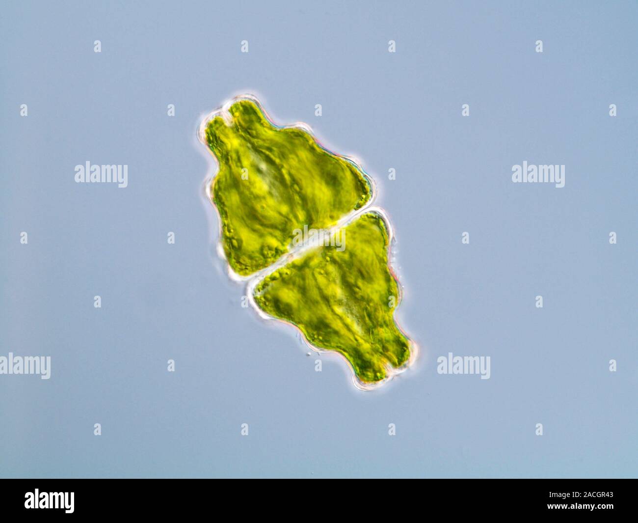 Green alga. Differential interference contrast micrograph of the desmid ...
