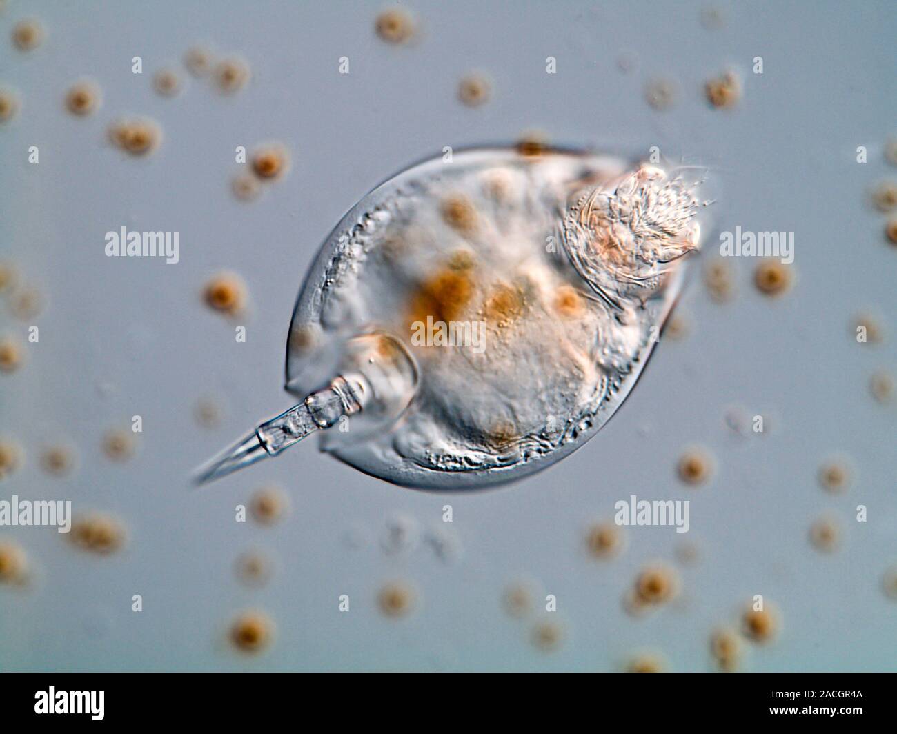Rotifer. Differential interference contrast micrograph of a Lepadella ...