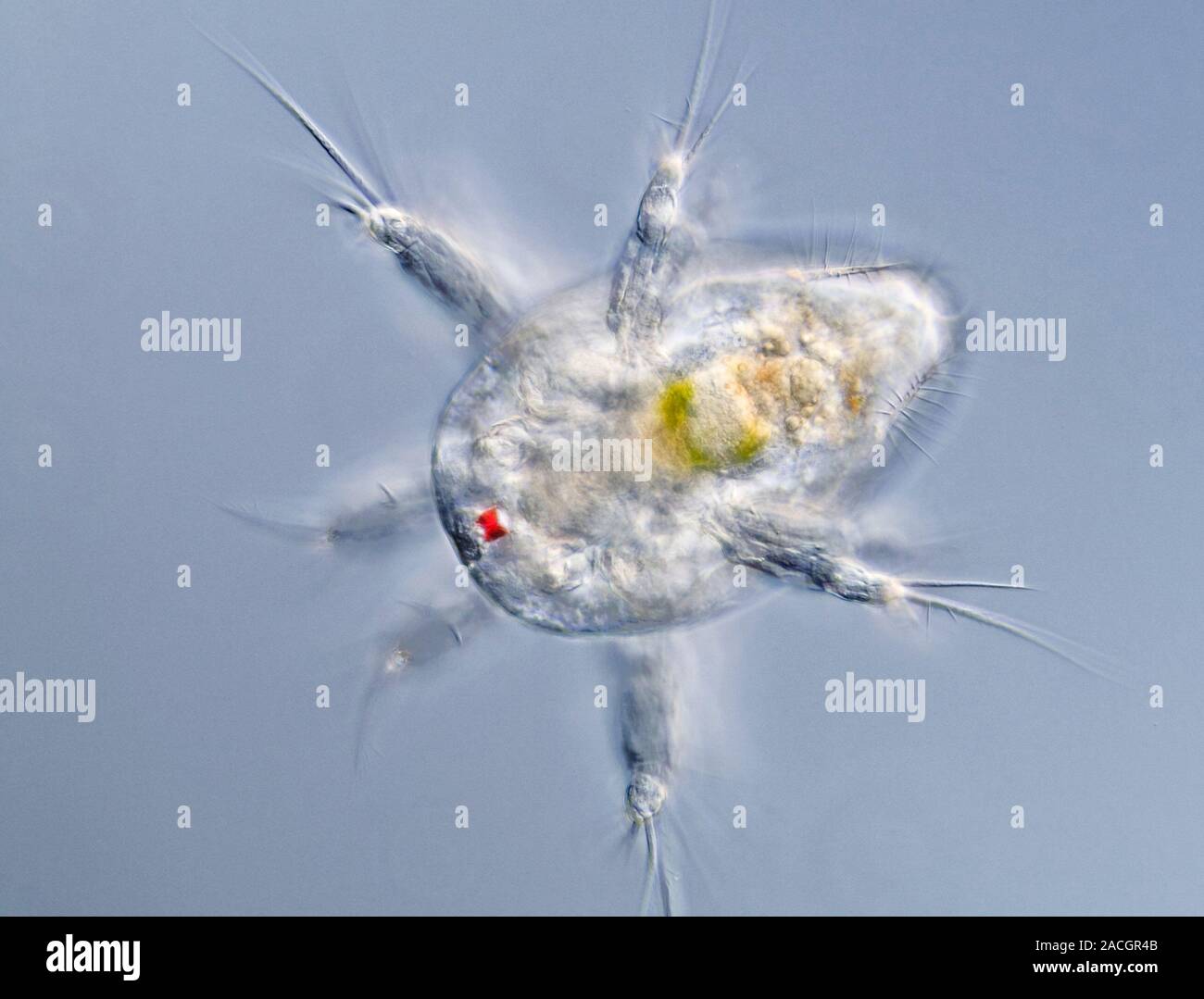 Copepod larva. Differential interference contrast micrograph of a ...