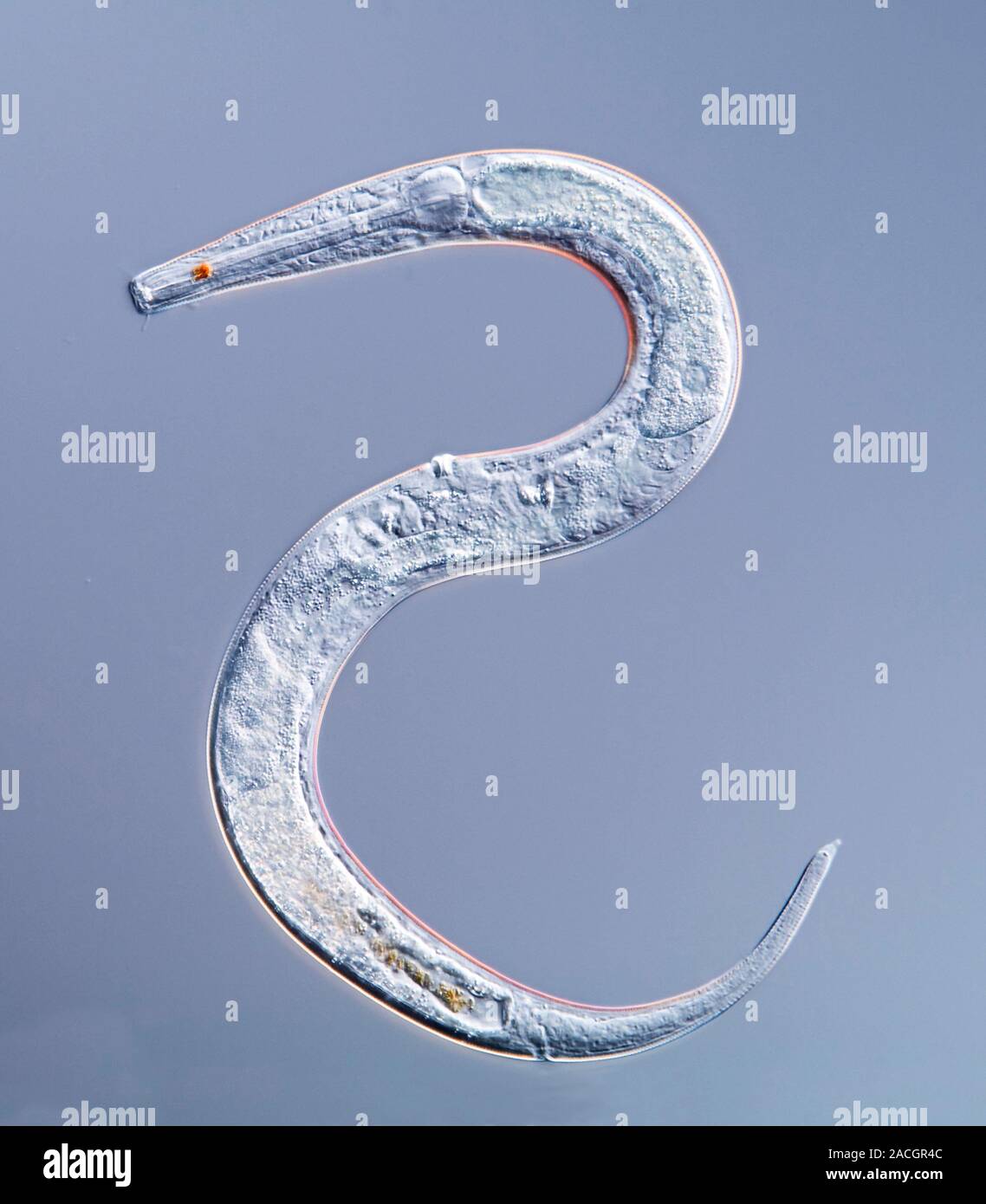 Marine nematode worm. Differential interference contrast micrograph of ...