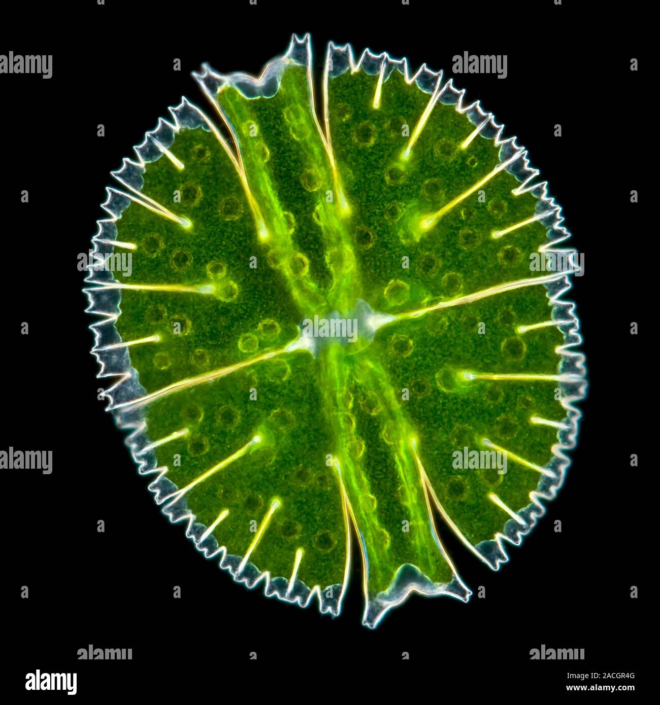 Green alga. Light micrograph of the desmid green alga Micrasterias ...