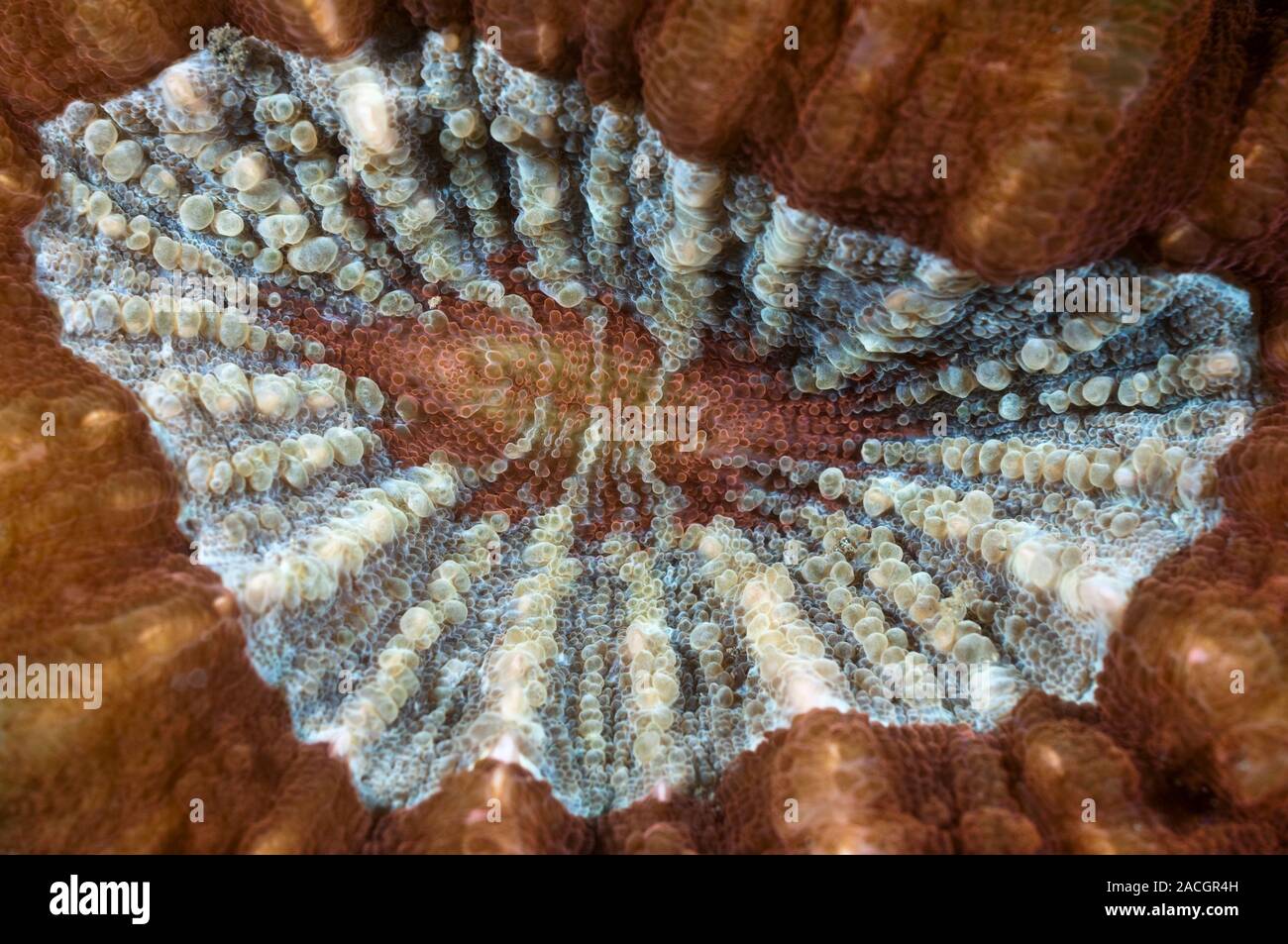 Coral polyp mouth. Close-up of the mouth of a hard coral polyp. The ...