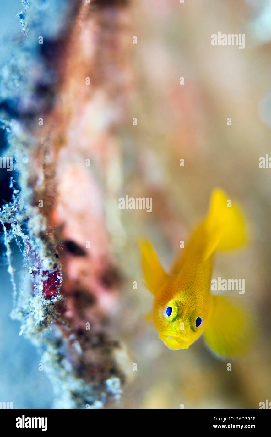 Yellow goby (family Gobiidae). Photographed in the Lembeh Strait ...