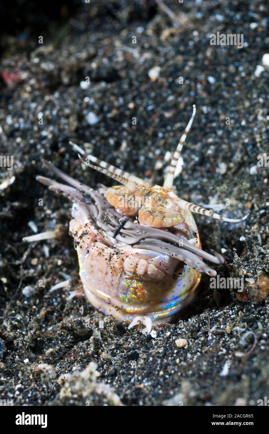 Bobbit worm with its jaws extended. Bobbit worms (Eunice aphroditois ...