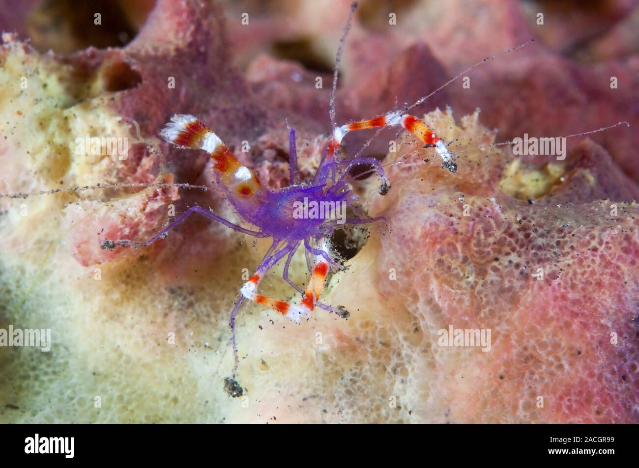 Yellow banded coral shrimp (Stenopus cyanoscelis). Even though this ...