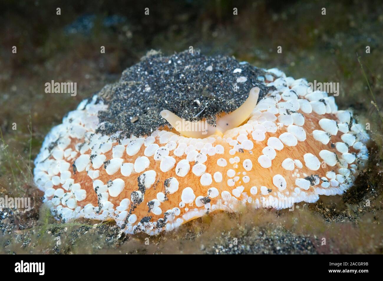 Nudibranch crawling over the seabed at night. Nudibranchs are shell ...