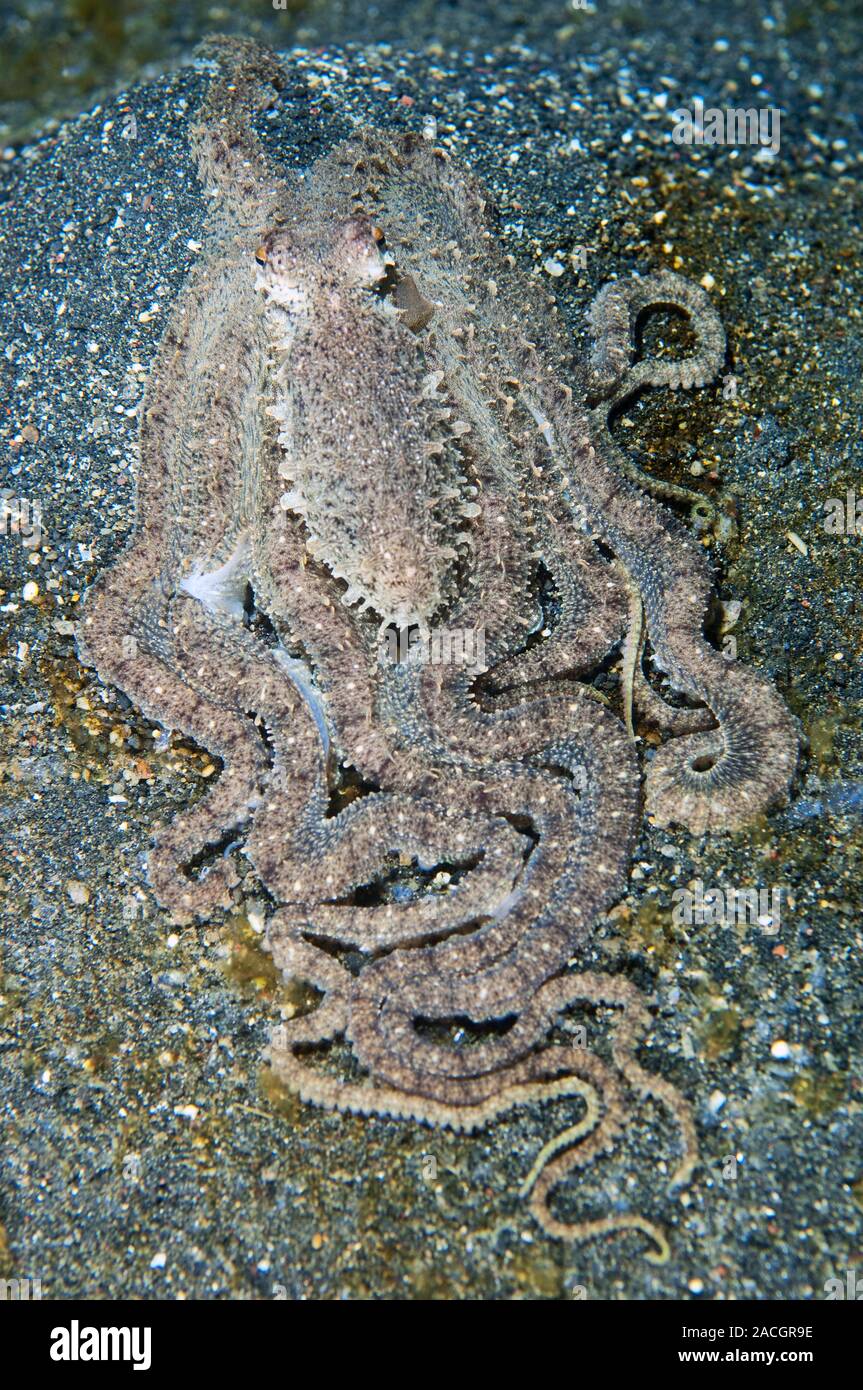 Octopus (order Octopoda) on the seabed. Unknown species of octopus ...