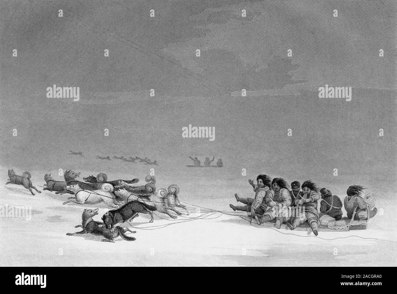 Inuit sledges. 19th century artwork of Inuit hunters travelling by ...