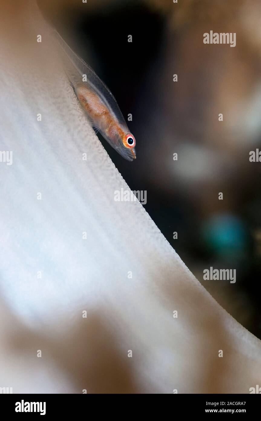 Ghost goby (Pleurosicya sp.) on soft coral. The goby family (Gobiidae ...