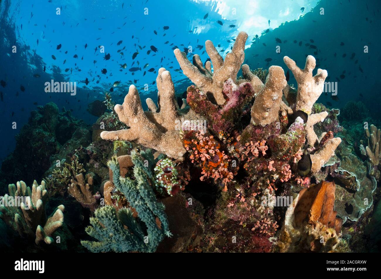 Tropical sea life. Fish swimming around a community of Acropora sp ...