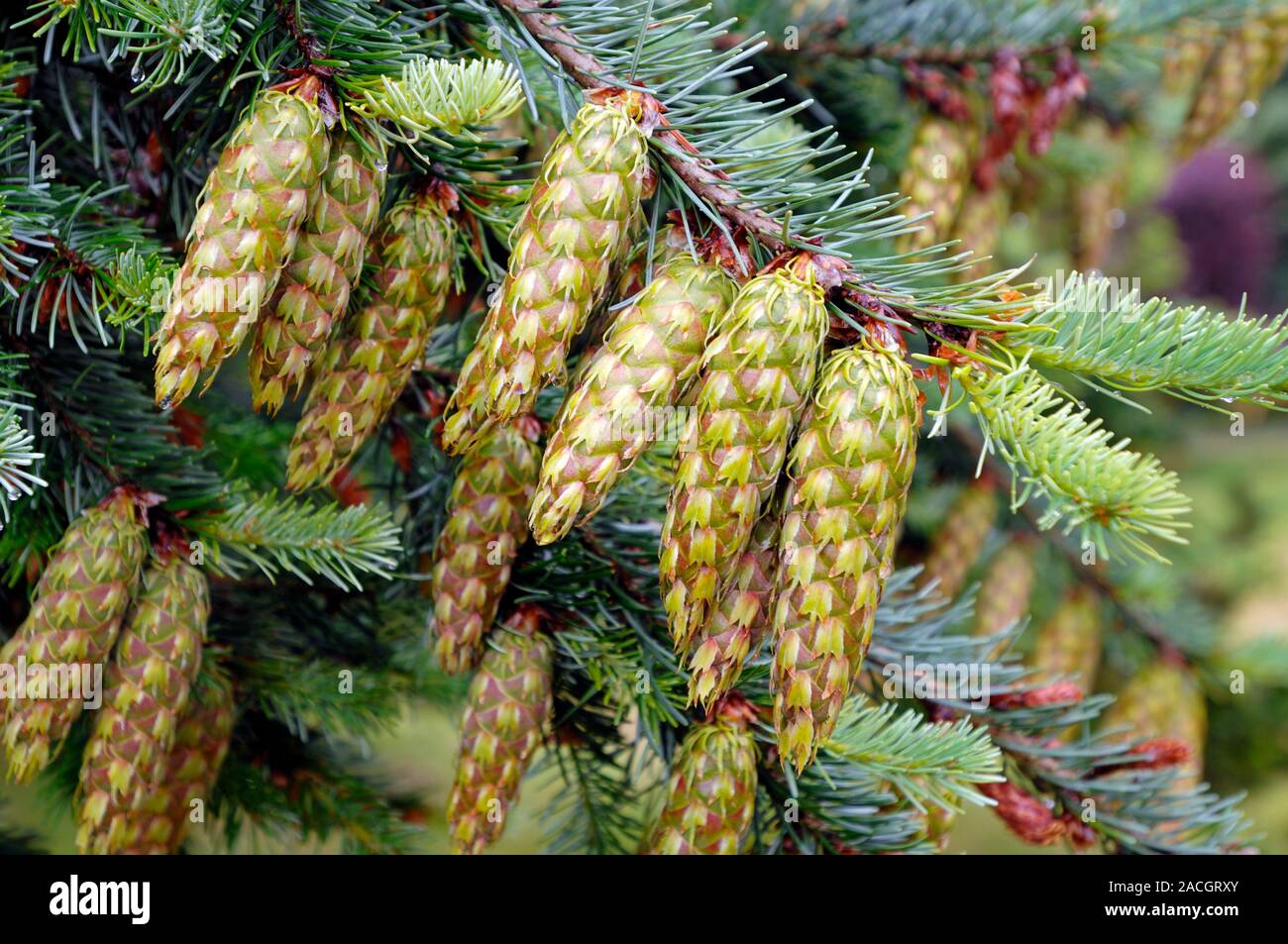 Douglas fir cones. Branch of a Douglas fir (Pseudotsuga menziesii ...