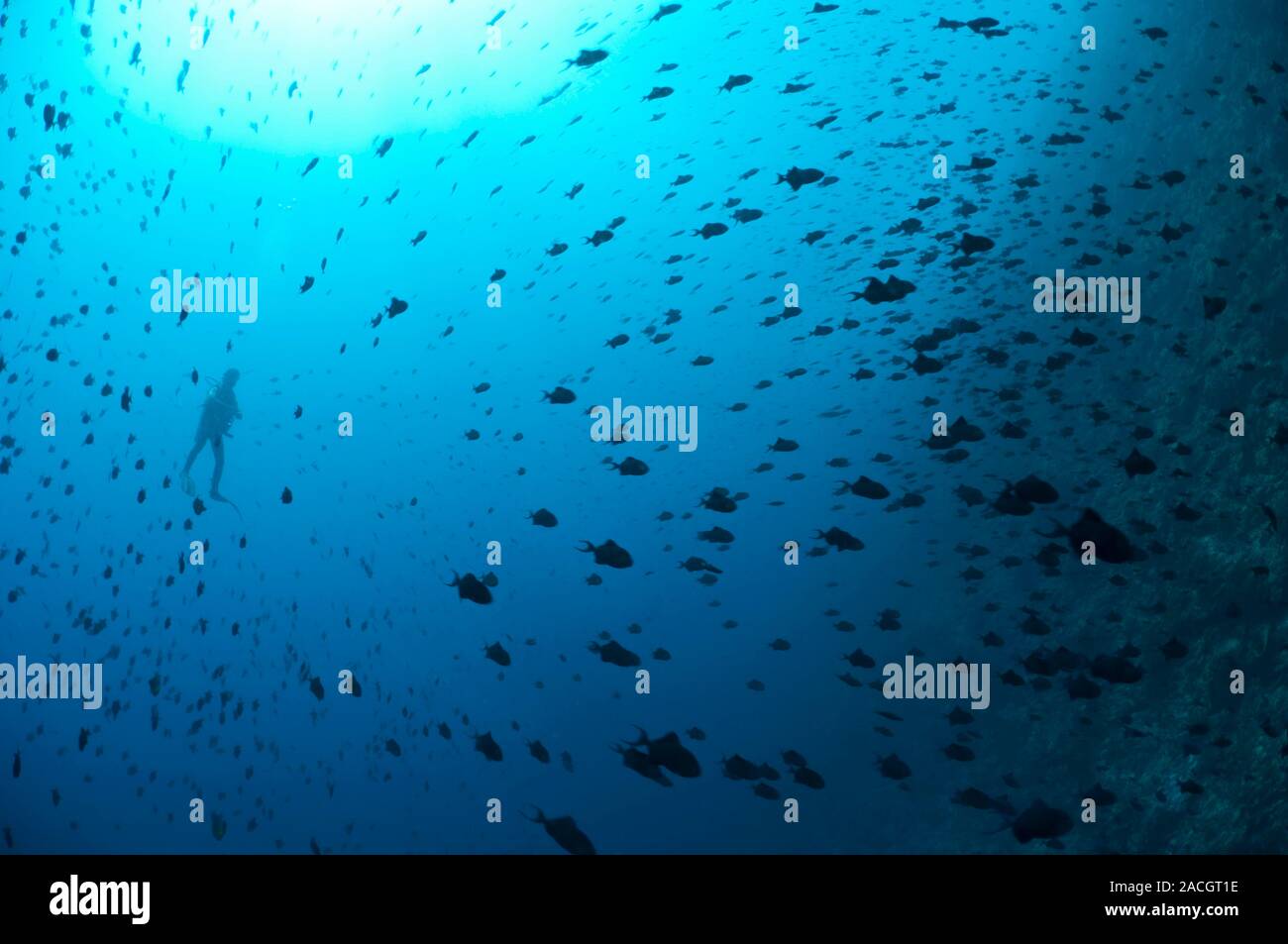 Diver and fish. SCUBA diver surrounded by a large school of redtooth ...