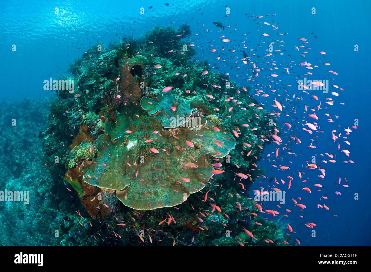 Fairy basslets over a reef. School of fairy basslet (family Grammatidae ...