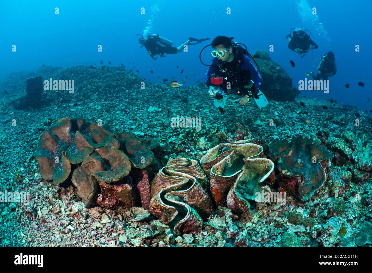 Divers examining giant (Tridacna sp.) clams in Bunaken Marine Park ...