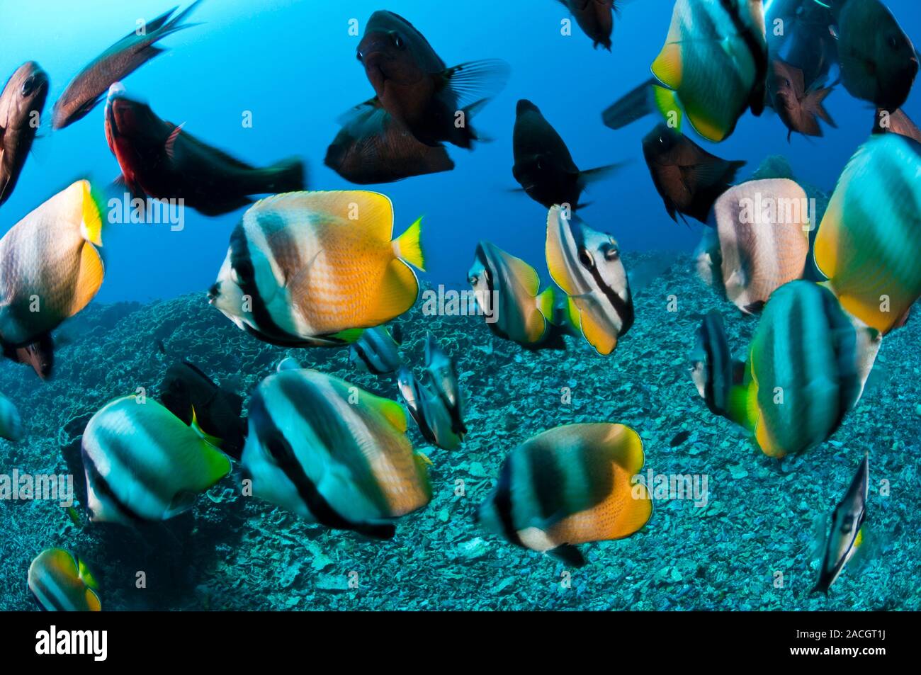 Tropical reef fish. Butterflyfish (striped, family Chaetodontidae ...