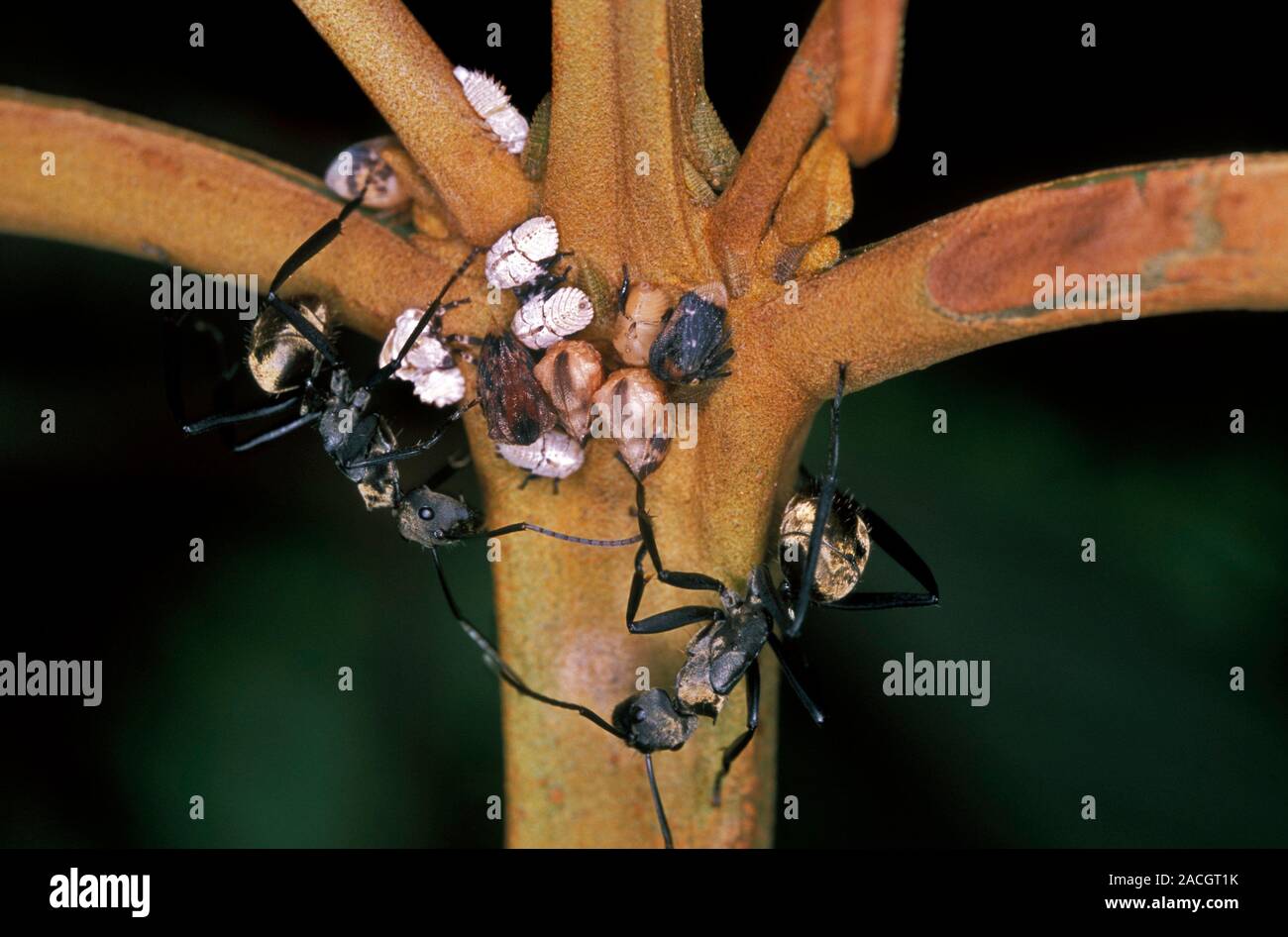 Ants harvesting aphid honeydew on a plant in a tropical rainforest ...