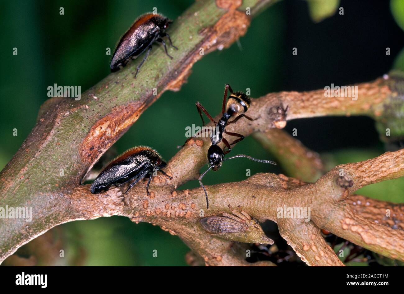 Ants harvesting hemipteran honeydew on a plant in a tropical rainforest ...