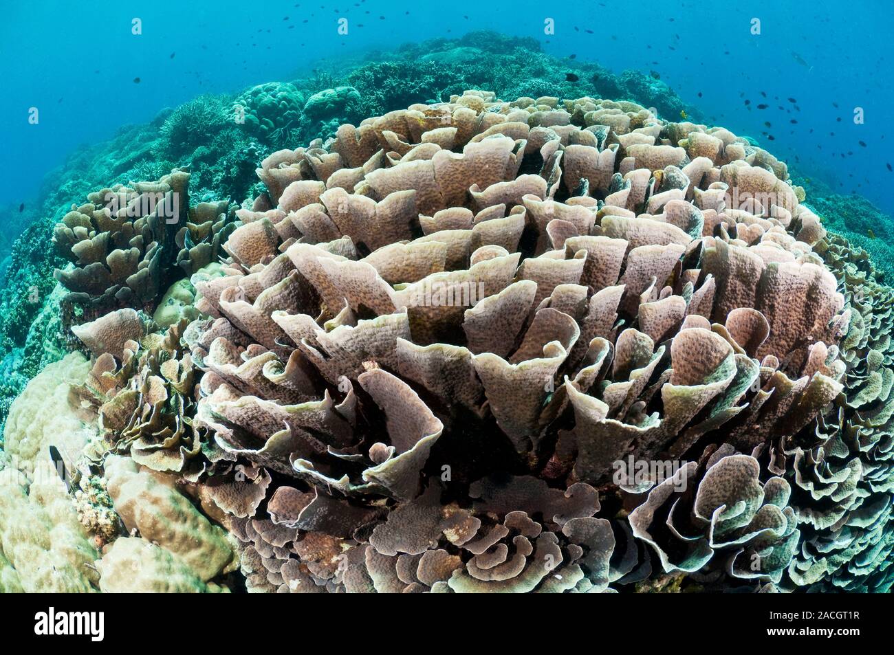 Tropical sea life. Fish swimming around a community of lettuce leaf ...