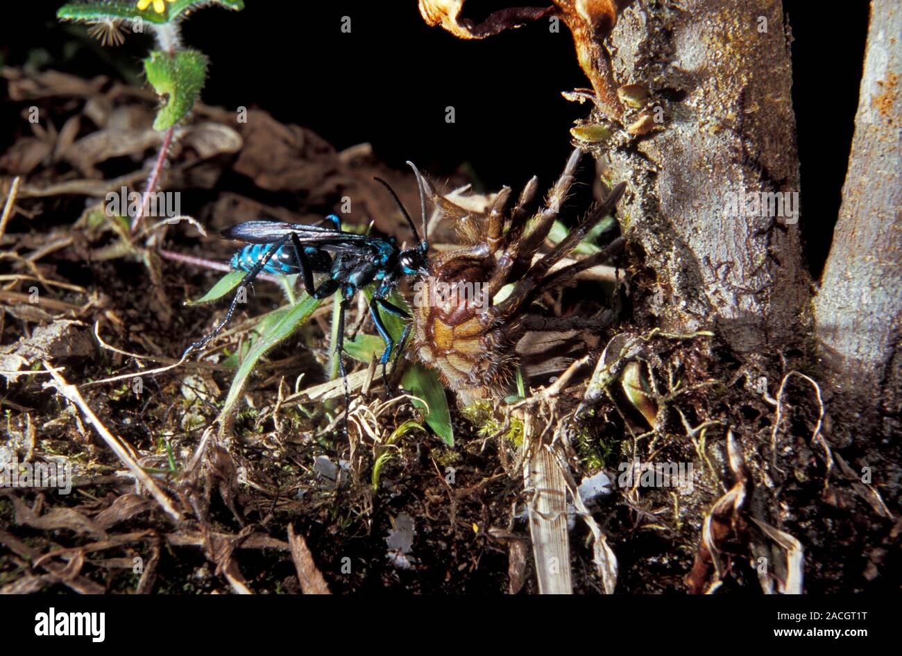 Parasitic wasp and spider in a tropical rainforest. The wasp has stung ...