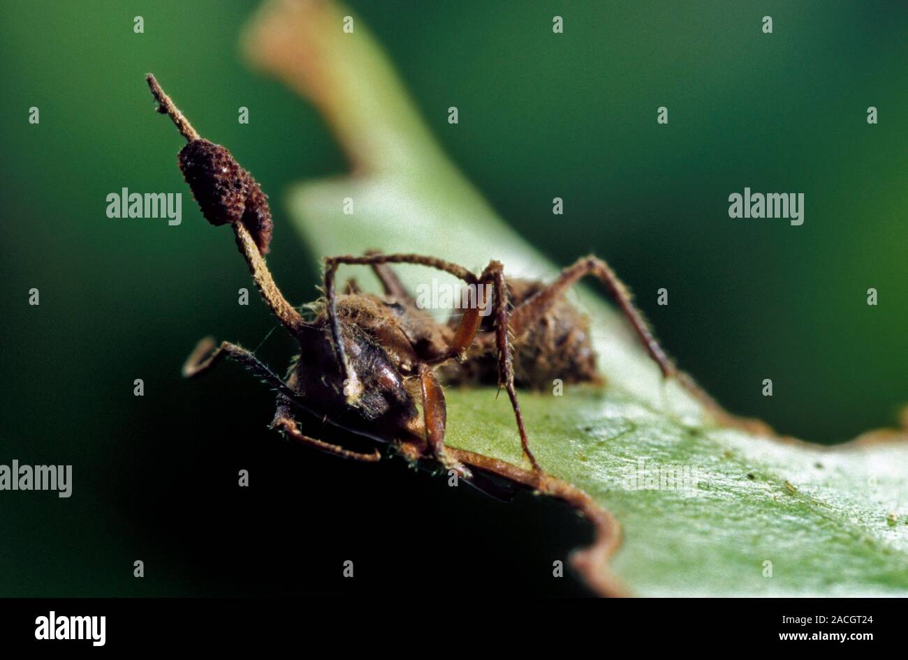 Ant killed by a parasitic fungus in a tropical rainforest. There are ...