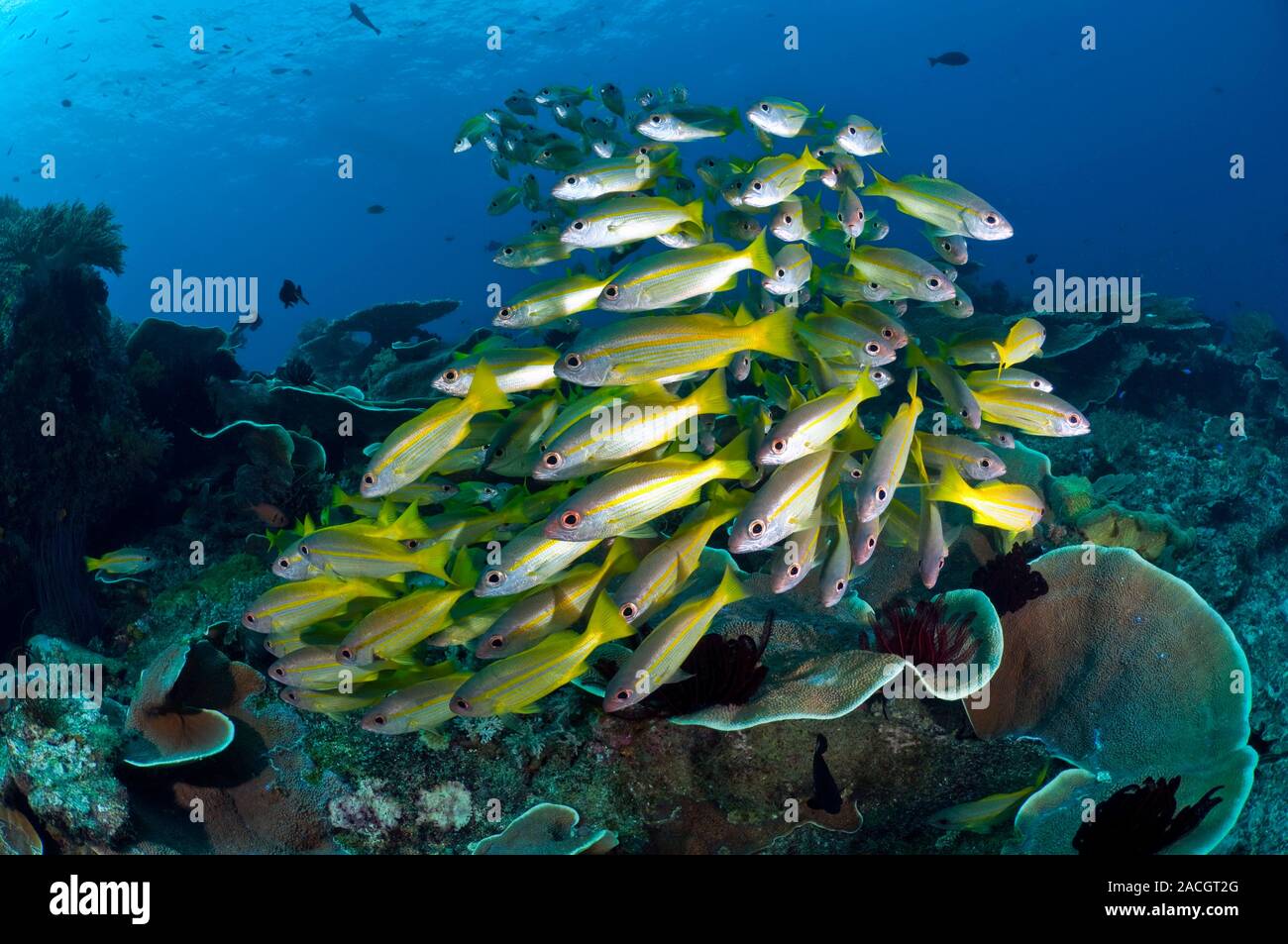 Snappers over a reef. School of snapper (family Lutjanidae) fish ...
